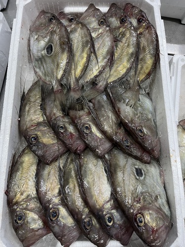 マトウダイ15入約5.5kg(底曳)【業務用の鮮魚仕入れならウーオ】