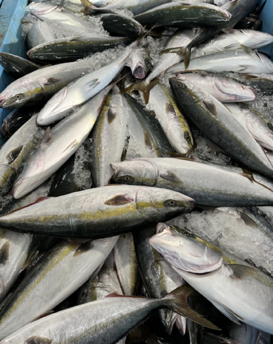 ハマチ8k前後4入約8kg(巻網)【業務用の鮮魚仕入れならウーオ】