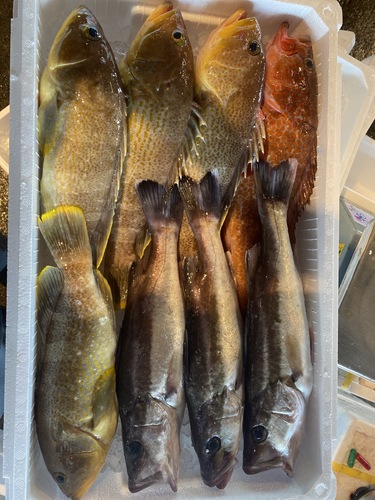 鮮魚BOX8入約4.5kg(釣)【業務用の鮮魚仕入れならウーオ】