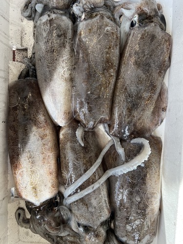 アオリイカ(定置)【業務用の鮮魚仕入れならウーオ】