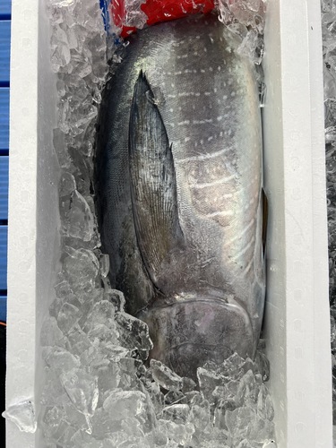 キハダマグロ1入約9.5kg(定置) | UUUO(ウーオ)