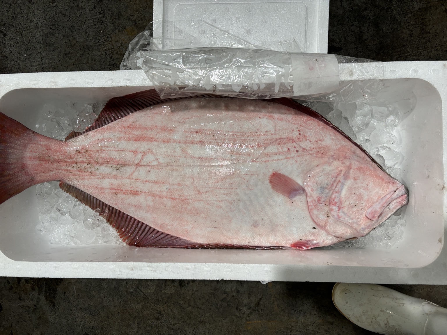 ヒラメ1入約5.2kg(底曳)【業務用の鮮魚仕入れならウーオ】