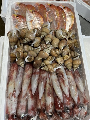 鮮魚BOX⑧約4.5kg(釣) | UUUO(ウーオ)