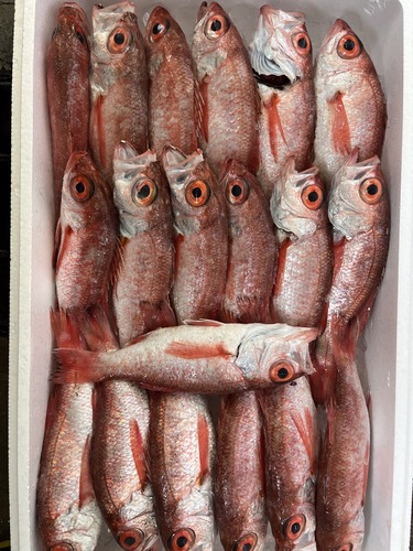 ノドグロ19入約3kg(底曳) | UUUO(ウーオ)