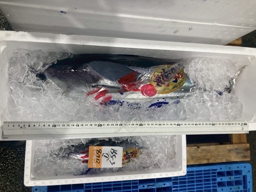 カツオ3/4k1入約3.5kg(釣)【業務用の鮮魚仕入れならウーオ】