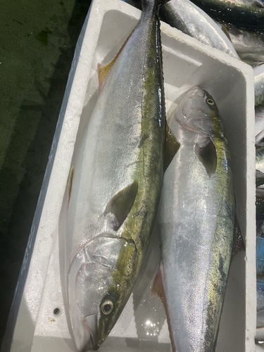 活〆ワラサ10−13キロ台2入約11.5kg(小網)【業務用の鮮魚仕入れならウーオ】