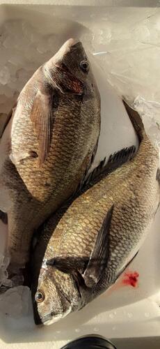 活〆クロダイ6入約6.4kg(定置)【業務用の鮮魚仕入れならウーオ】