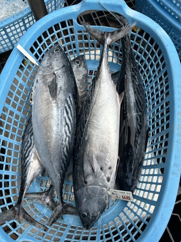 活〆スマ5本5.55入約5.5kg(定置)【業務用の鮮魚仕入れならウーオ】