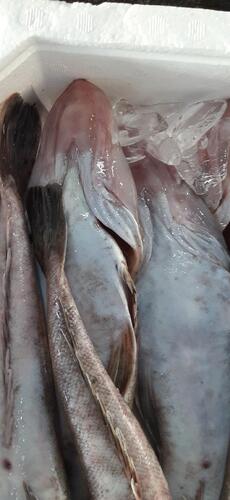 イネゴチ(底曳) | UUUO(ウーオ)