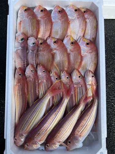 鮮魚BOX約4.6kg(釣) | UUUO(ウーオ)