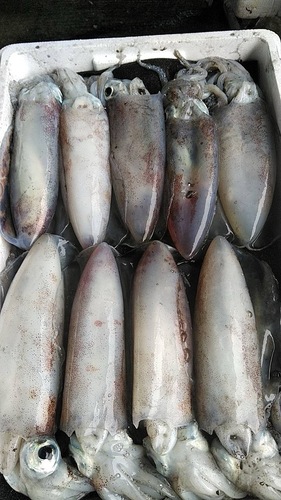 アオリイカ6-8入約4.3kg(定置)【業務用の鮮魚仕入れならウーオ】