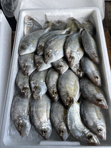 カイワリ25入約4kg(定置) | UUUO(ウーオ)