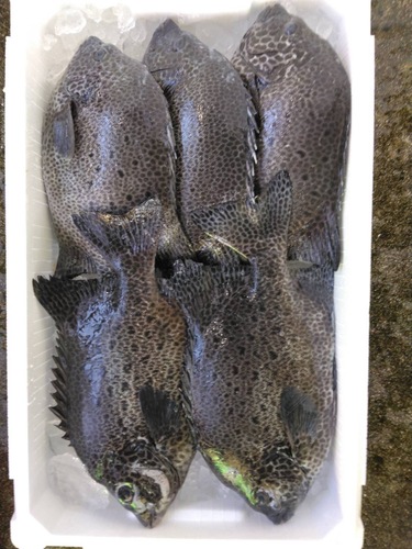 活〆イシガキダイ5入約5.5kg(定置) | UUUO(ウーオ)