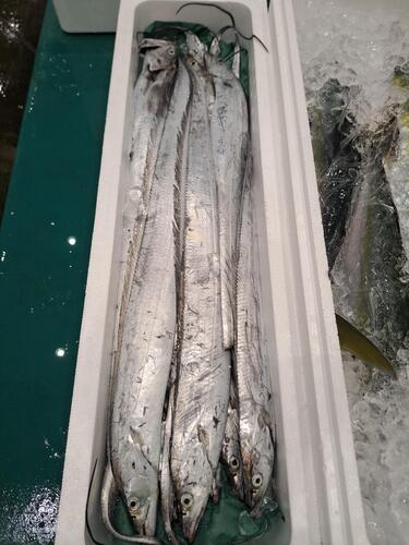 タチウオ13入約4.4kg(定置) | UUUO(ウーオ)