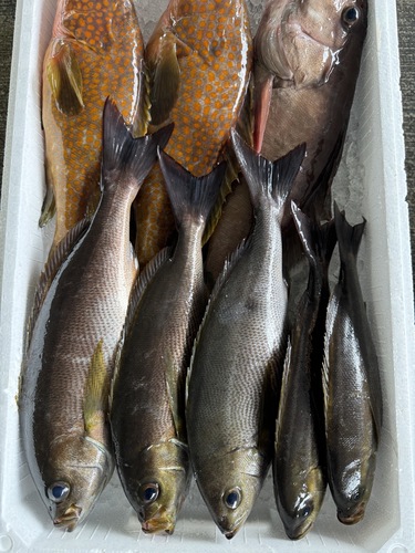 活〆鮮魚BOX約4.6kg(釣)【業務用の鮮魚仕入れならウーオ】