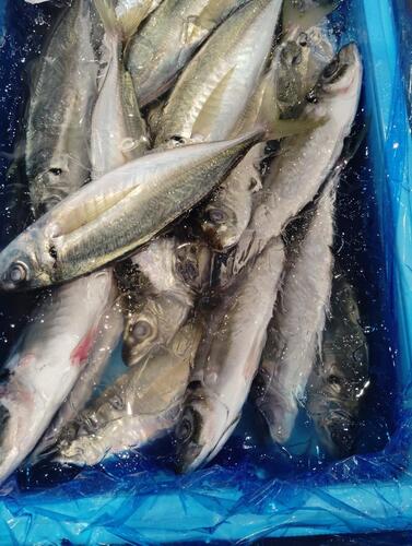 マアジ22-23尾約5kg(巻網)【業務用の鮮魚仕入れならウーオ】