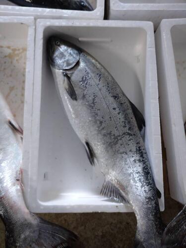 マスノスケ1入約9kg(定置)【業務用の鮮魚仕入れならウーオ】