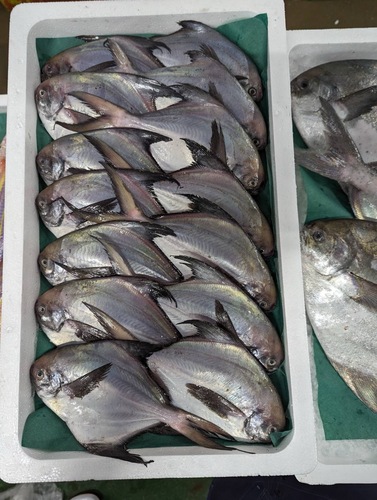 マナガツオ13/15入約3kg(底曳)【業務用の鮮魚仕入れならウーオ】