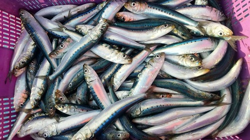 マイワシ70g前後約5kg(巻網)【業務用の鮮魚仕入れならウーオ】