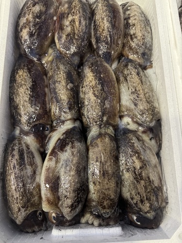 コウイカ12入約5.5kg(定置)【業務用の鮮魚仕入れならウーオ】
