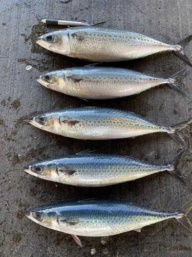 ゴマサバ7/8k8入約7.5kg(沿岸)【業務用の鮮魚仕入れならウーオ】