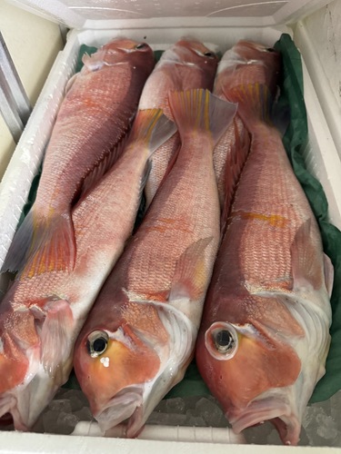 アマダイ6入約4.6kg(底曳)【業務用の鮮魚仕入れならウーオ】