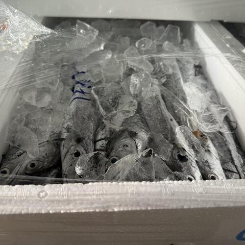 タチウオ8〜10入約2kg(定置)【業務用の鮮魚仕入れならウーオ】