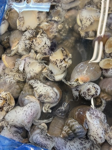 イソツブ1玉25~30g前後約5kg(沿岸)【業務用の鮮魚仕入れならウーオ】