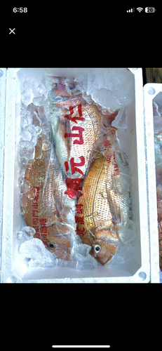 活〆マダイ900/1.0サイズ 3尾入×3合9入約9kg(定置)【業務用の鮮魚仕入れならウーオ】