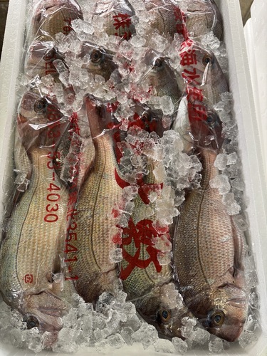 マダイ16入約5.3kg(定置)【業務用の鮮魚仕入れならウーオ】