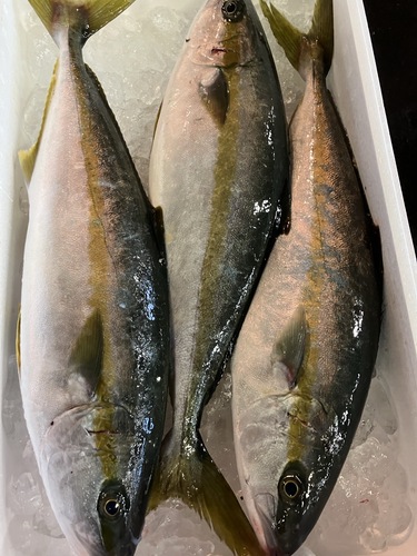 活〆ヒラマサ3入約4.5kg(底曳)【業務用の鮮魚仕入れならウーオ】