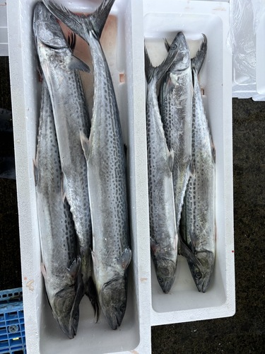 活〆サワラ3入約6.8kg(定置)【業務用の鮮魚仕入れならウーオ】