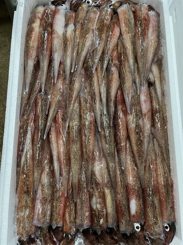 ヤリイカ3.5k前後44入約3.5kg(定置)【業務用の鮮魚仕入れならウーオ】