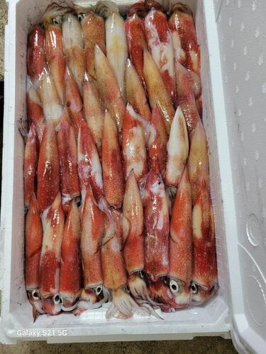 ケンサキイカ小32入約4kg(釣)【業務用の鮮魚仕入れならウーオ】