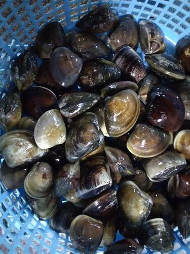 ハマグリ30~60gサイズ約4kg(沿岸)【業務用の鮮魚仕入れならウーオ】