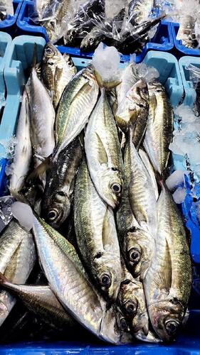 マアジ6/9入約3k 約3kg(沿岸)【業務用の鮮魚仕入れならウーオ】