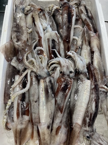 スルメイカ25-30尾約5kg(底曳)【業務用の鮮魚仕入れならウーオ】
