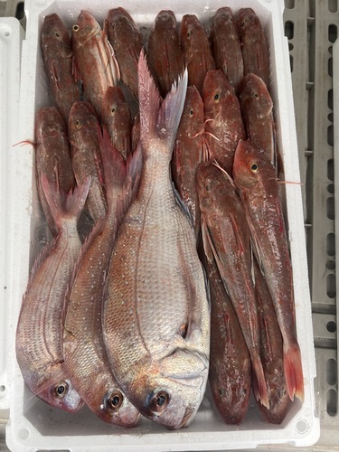 鮮魚BOX約5.7kg(底曳) | UUUO(ウーオ)