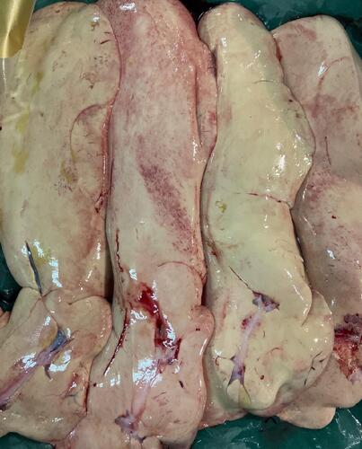 アンコウ【業務用の鮮魚仕入れならウーオ】