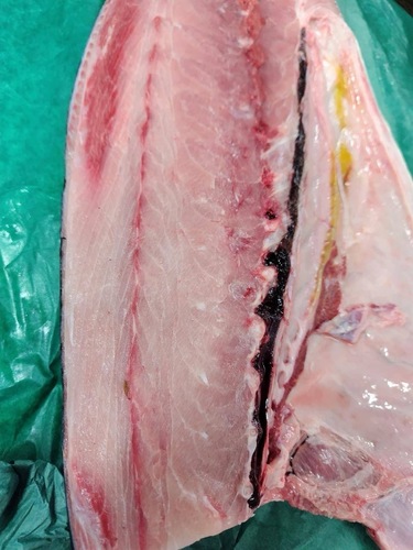 活〆ブリ7/9k1入約7kg(定置)【業務用の鮮魚仕入れならウーオ】