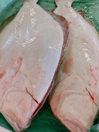 活〆ヒラメ1kg up / 6入約7kg(定置)【業務用の鮮魚仕入れならウーオ】