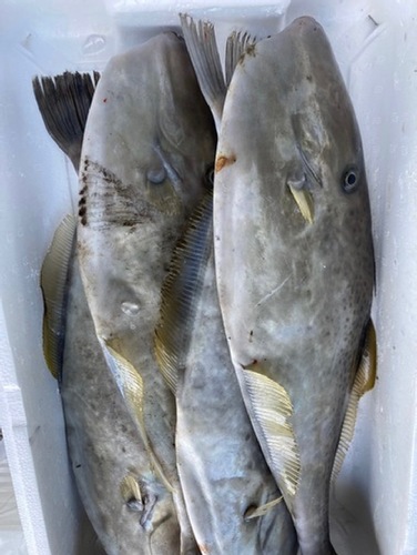 ウスバハギ5/6k5入約5kg(定置)【業務用の鮮魚仕入れならウーオ】