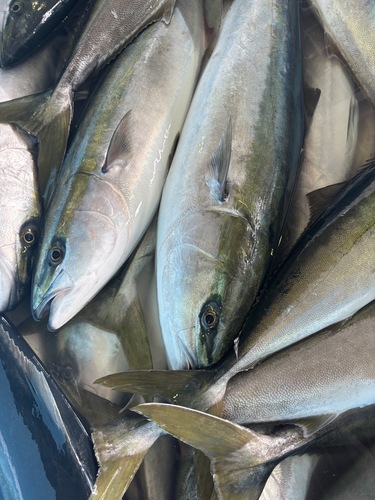 ブリ7-9k台1入約8.3kg(定置)【業務用の鮮魚仕入れならウーオ】