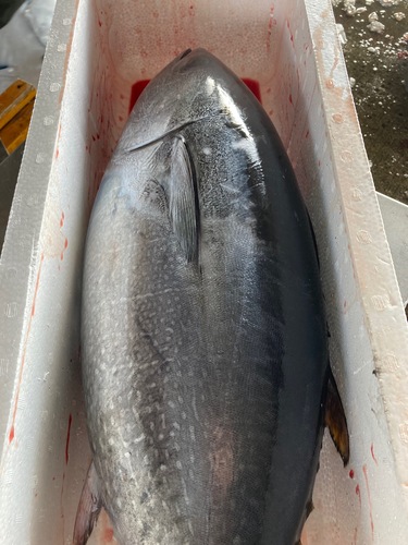 活〆本マグロ1入約7.6kg(定置)【業務用の鮮魚仕入れならウーオ】