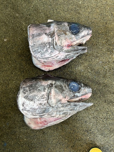 メカジキ2入約6kg | UUUO(ウーオ)