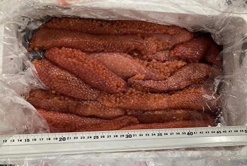 生筋子約3kg | UUUO(ウーオ)