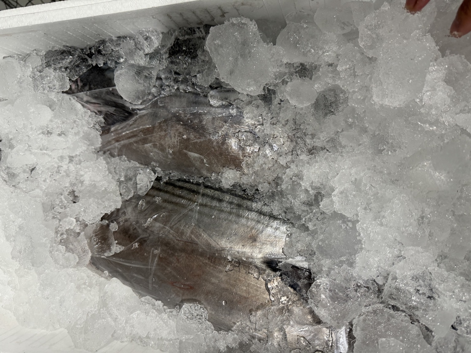 活〆ハガツオ脂ノリノリ 6㌔⤴︎4入約8kg(巻網)【業務用の鮮魚仕入れならウーオ】