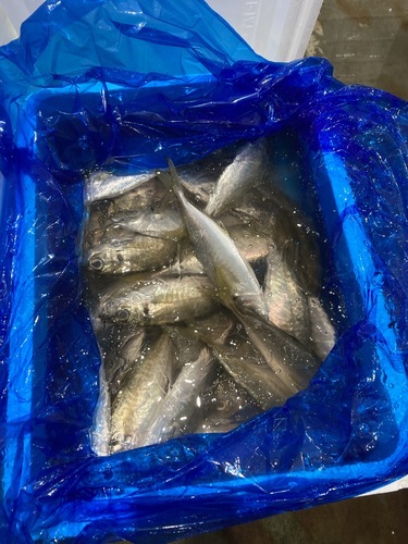 アジ31-32約3kg(定置)【業務用の鮮魚仕入れならウーオ】