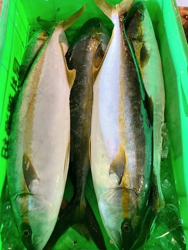 ヒラマサ4入約8kg(底曳)【業務用の鮮魚仕入れならウーオ】