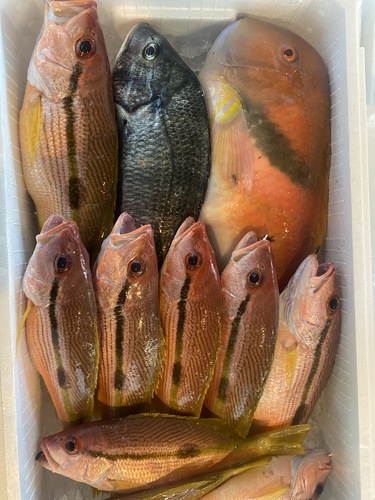 鮮魚BOX11入約5.3kg(定置)【業務用の鮮魚仕入れならウーオ】